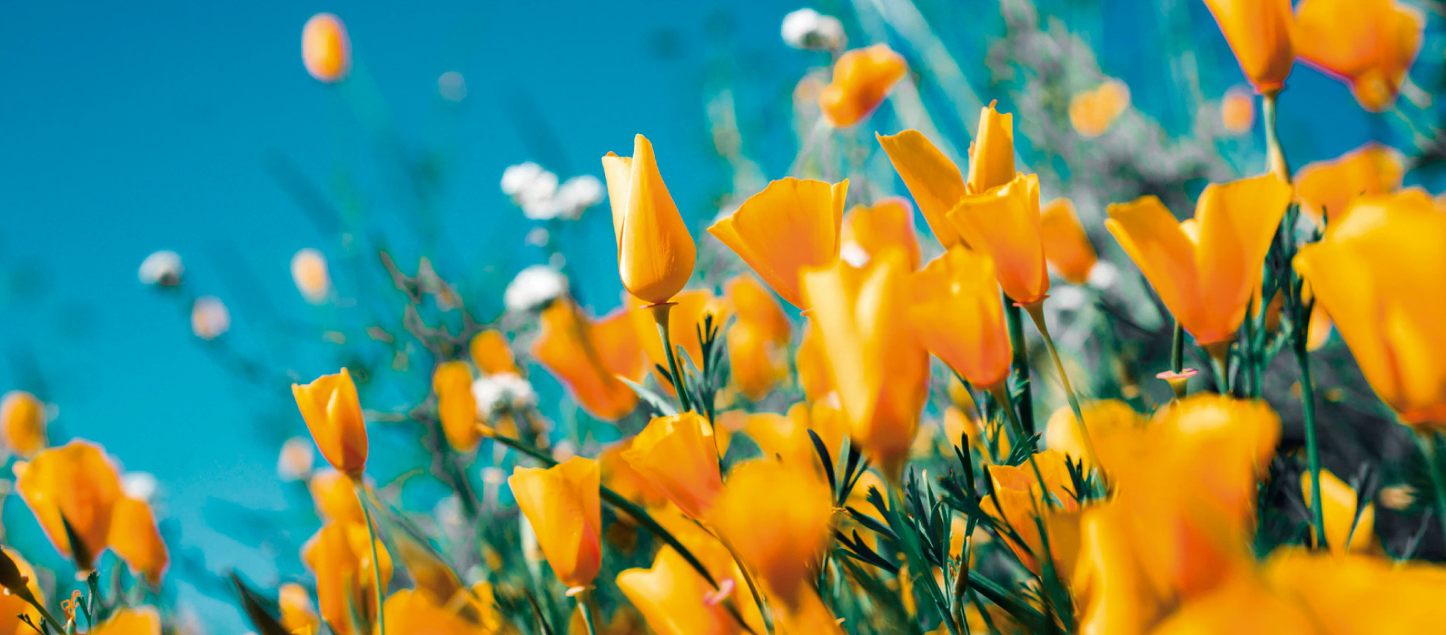 CEVRA - Centro especializado en vías respiratorias y alergias